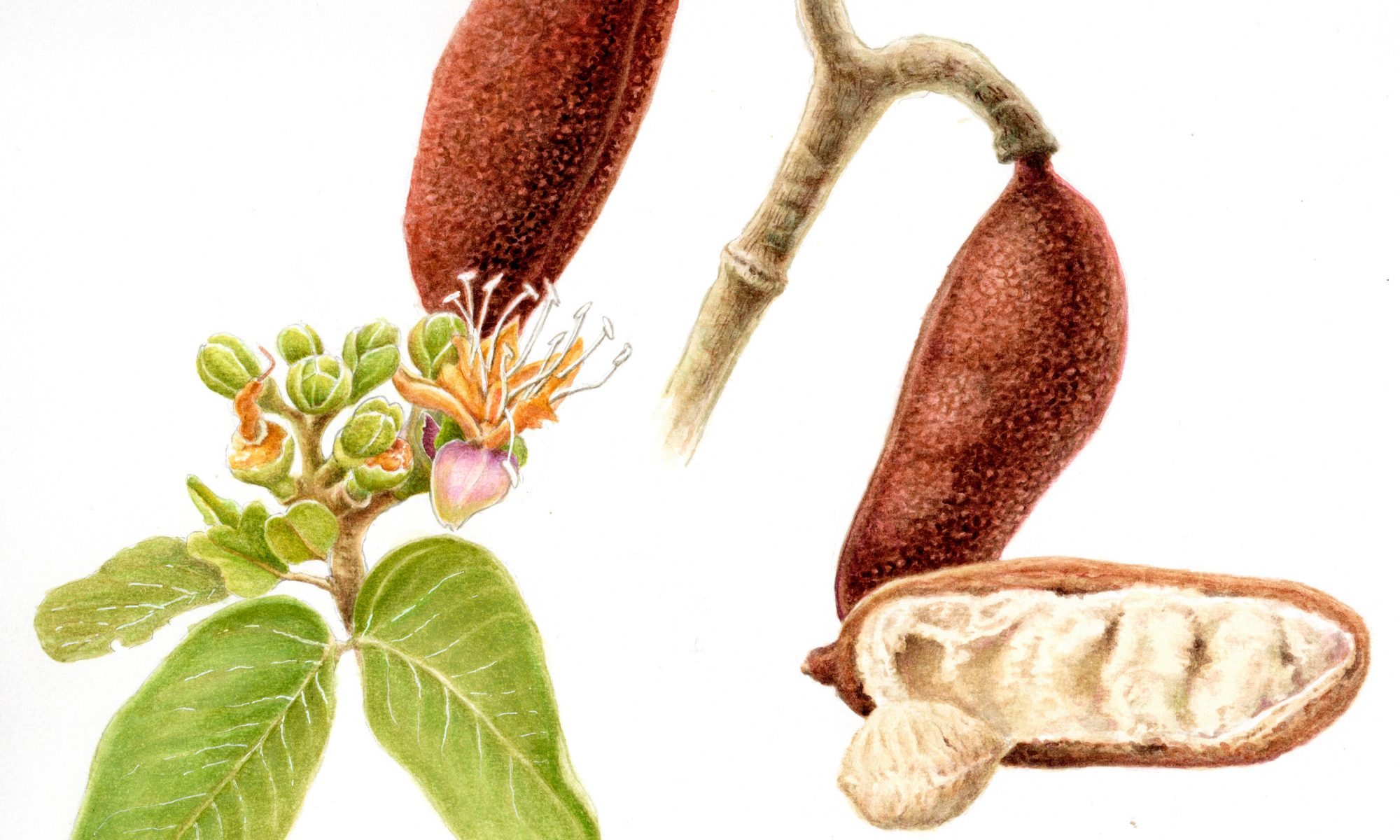 Jatobá do Cerrado – Raízes